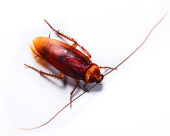 Roach Pest Control and Exterminators | Lloyd Pest Control