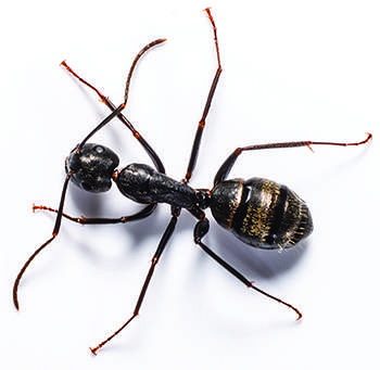 Ant Control and Exterminators | Lloyd Pest Control