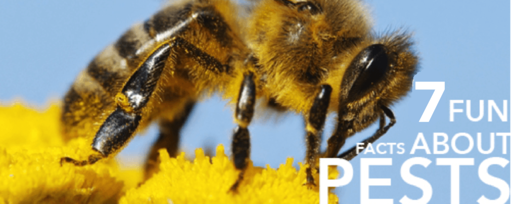 7 Things You Probably Didn't Know About Pests | Lloyd Pest Control